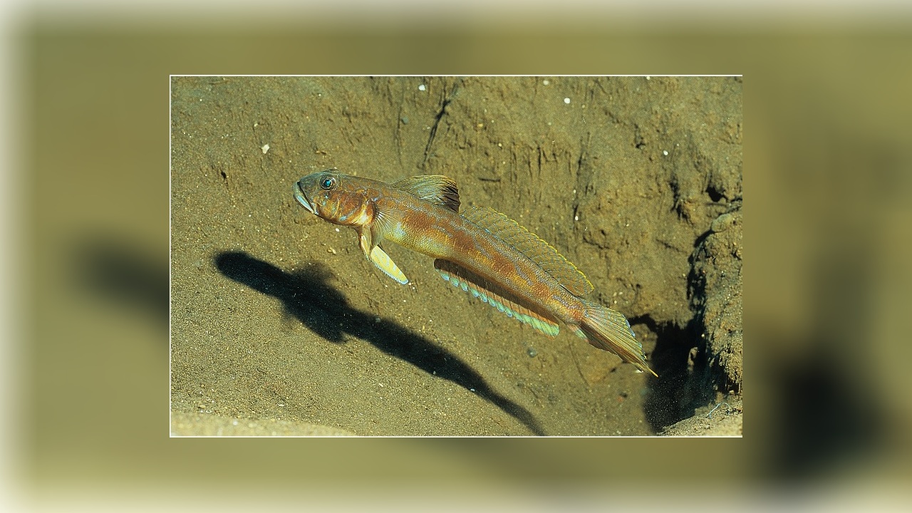 Oxyurichthys zeta Blackspot Mud Goby