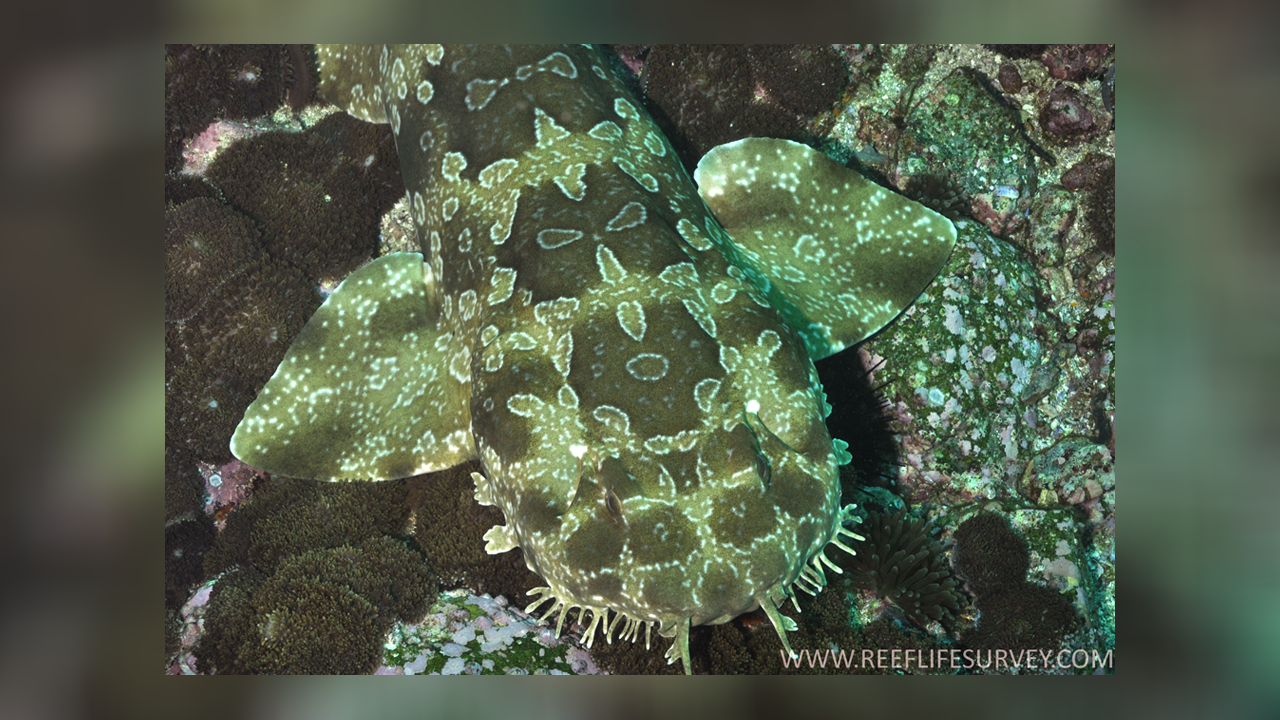 Orectolobus maculatus Requin tapis tacheté