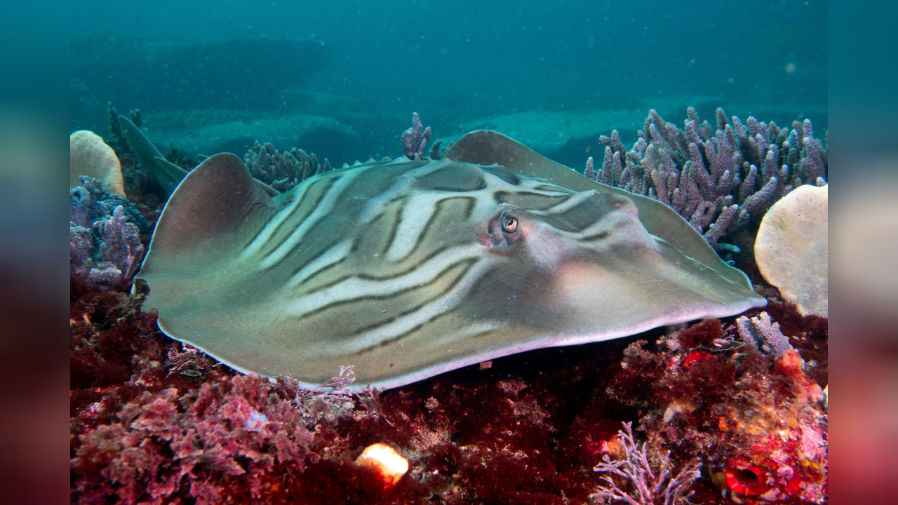 Trygonorrhina fasciata Southern Fiddler, Banjo Ray , Eastern Fiddler ...