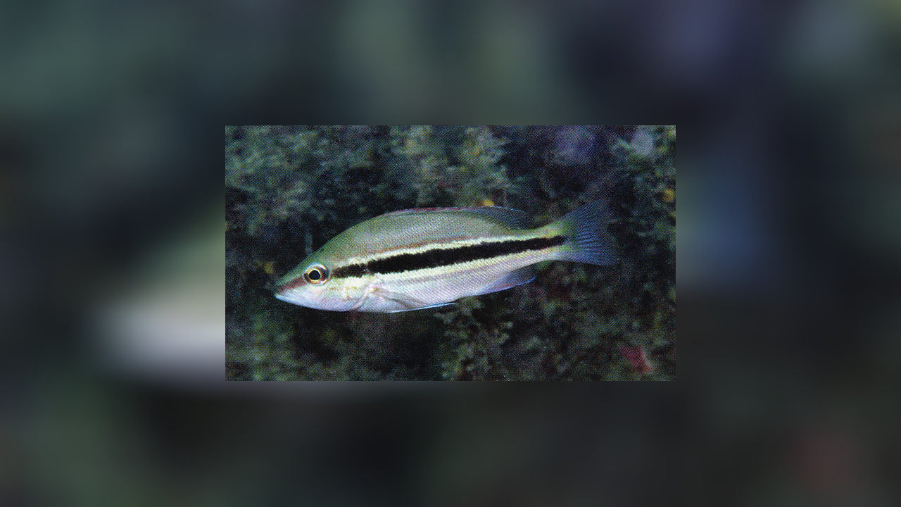 Lutjanus lemniscatus Yellowstreaked snapper, Darktail Seaperch, Dark ...