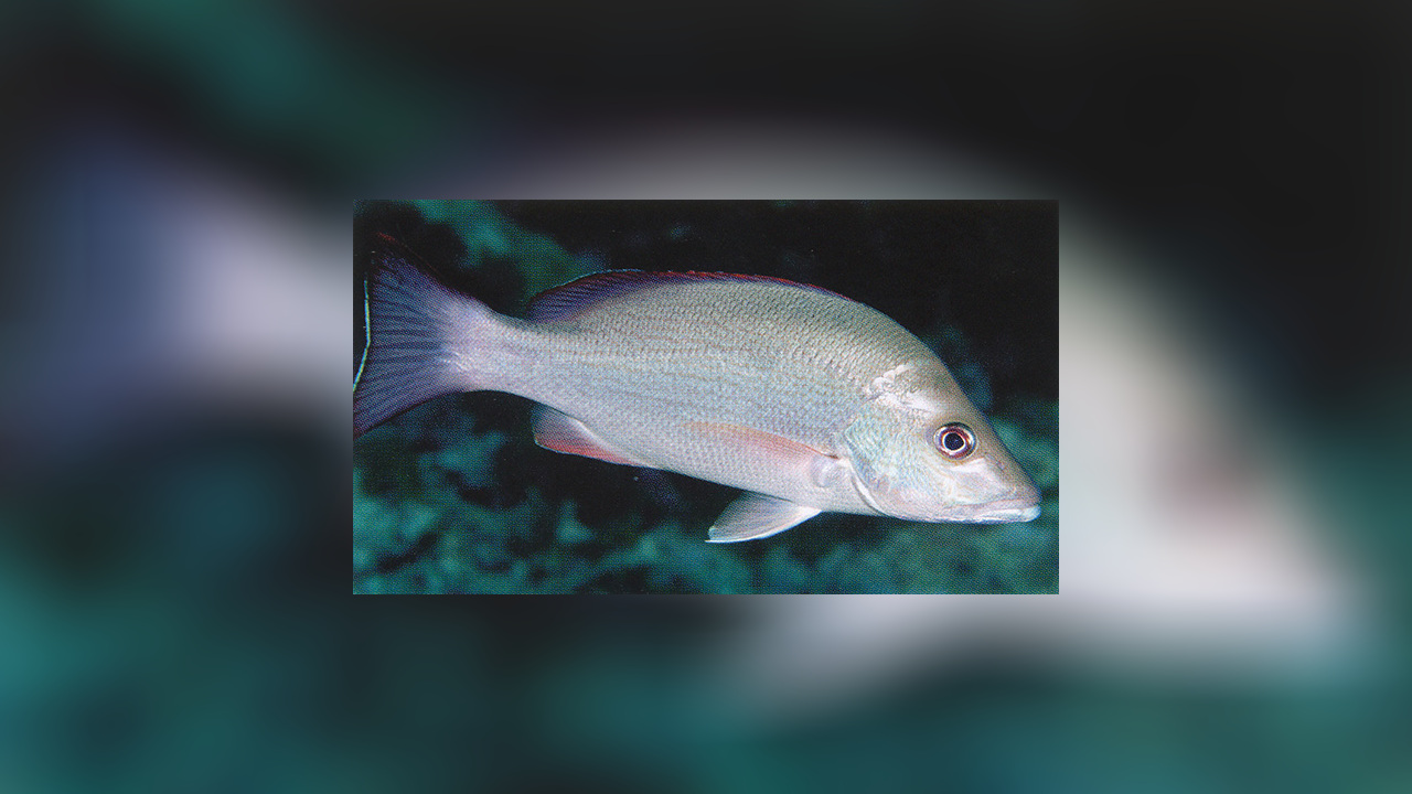 Lutjanus lemniscatus Yellowstreaked snapper, Darktail Seaperch, Dark ...