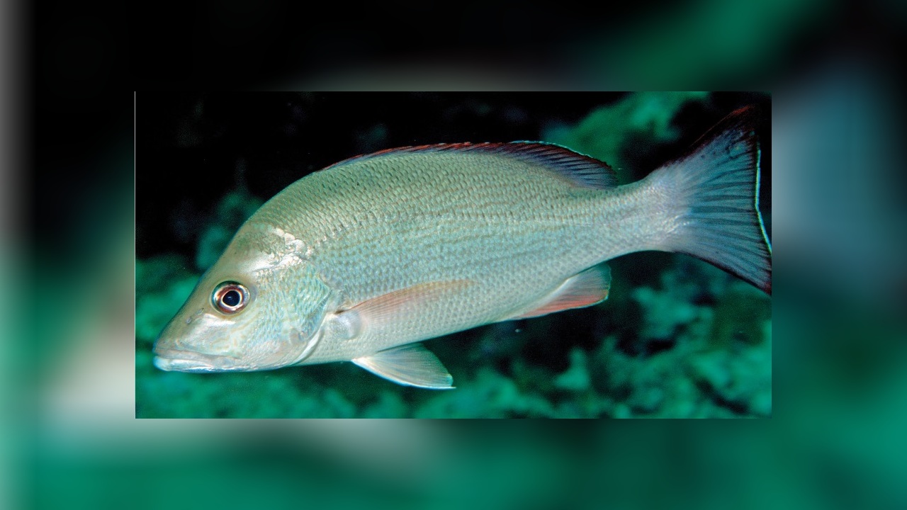 Lutjanus lemniscatus Yellowstreaked snapper, Darktail Seaperch, Dark ...