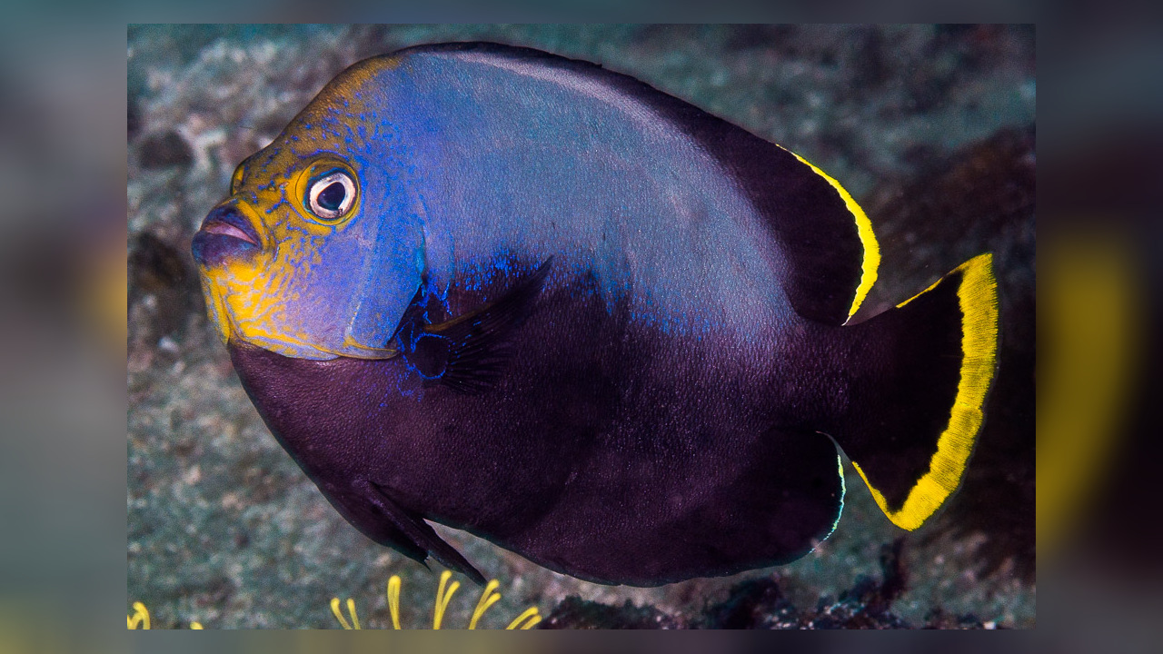 Chaetodontoplus melanosoma Black-velvet Angelfish, Blackvelvet ...