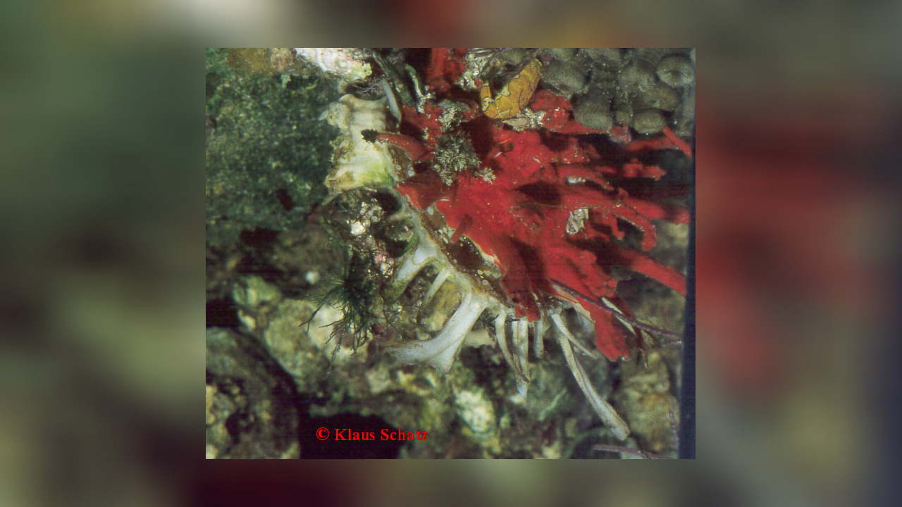 Spondylus sp. 02 Stachelauster