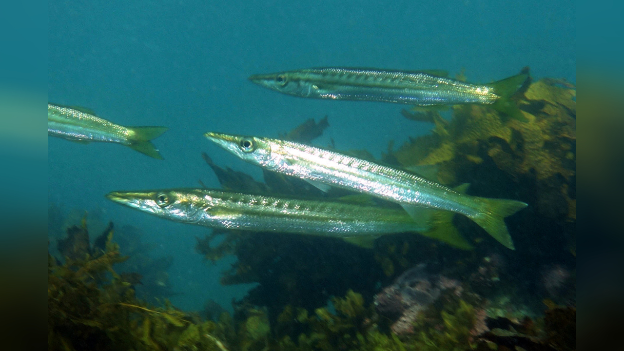Sphyraena obtusata Striped Barracuda, Dingo Fish, Obtuse Barracuda ...