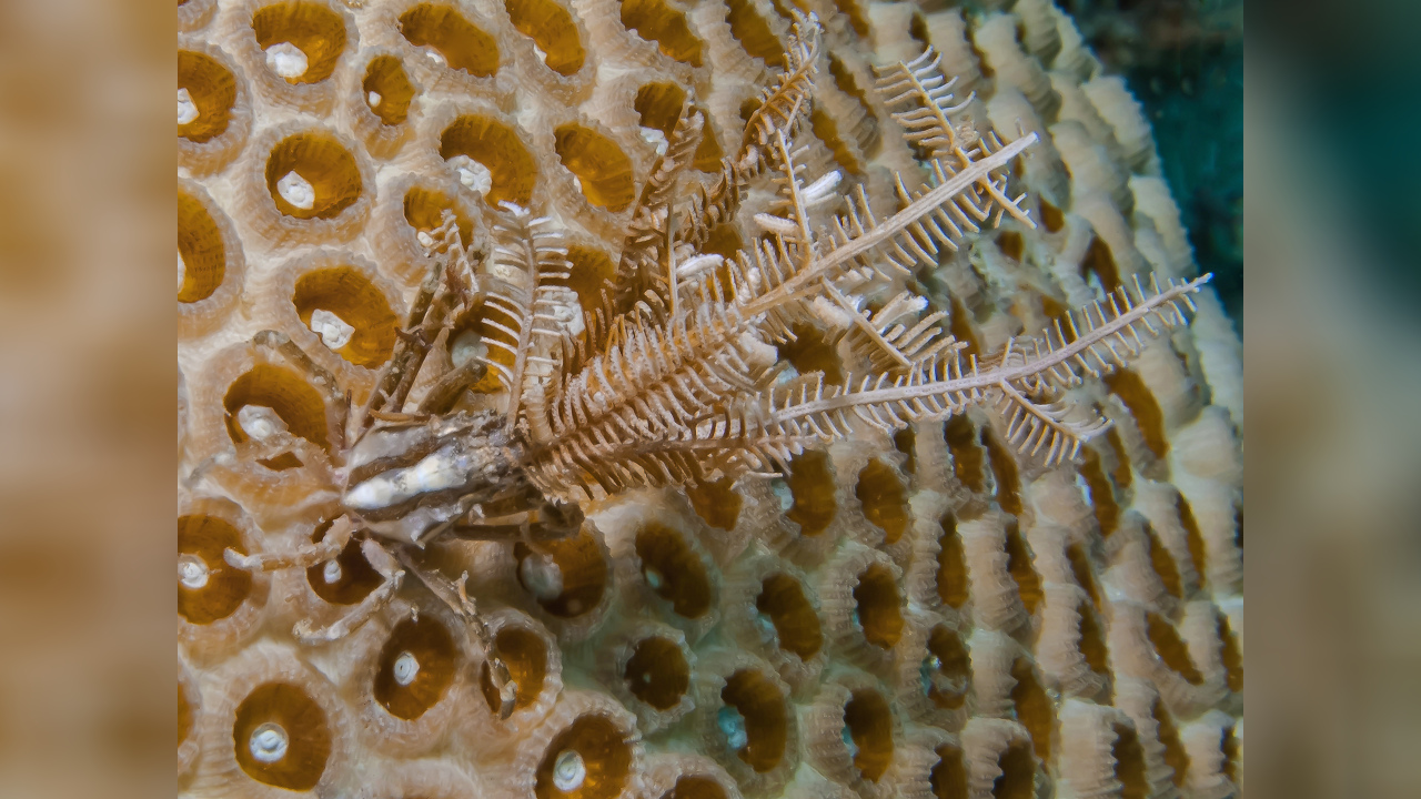 Naxioides taurus Bull crab, Spider Crab