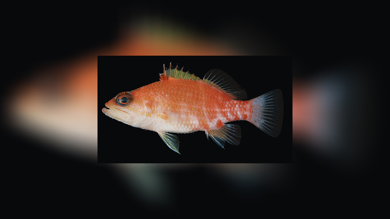 Plectranthias winniensis Redblotch Perchlet