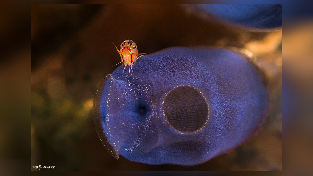 Cyproideidae sp.01 Ladybug Amphipod, Dalmatian ladybug amphipod