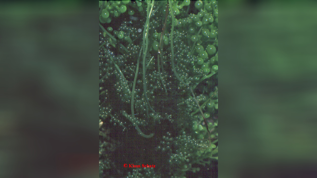 Caulerpa racemosa Grape Caulerpa Algae