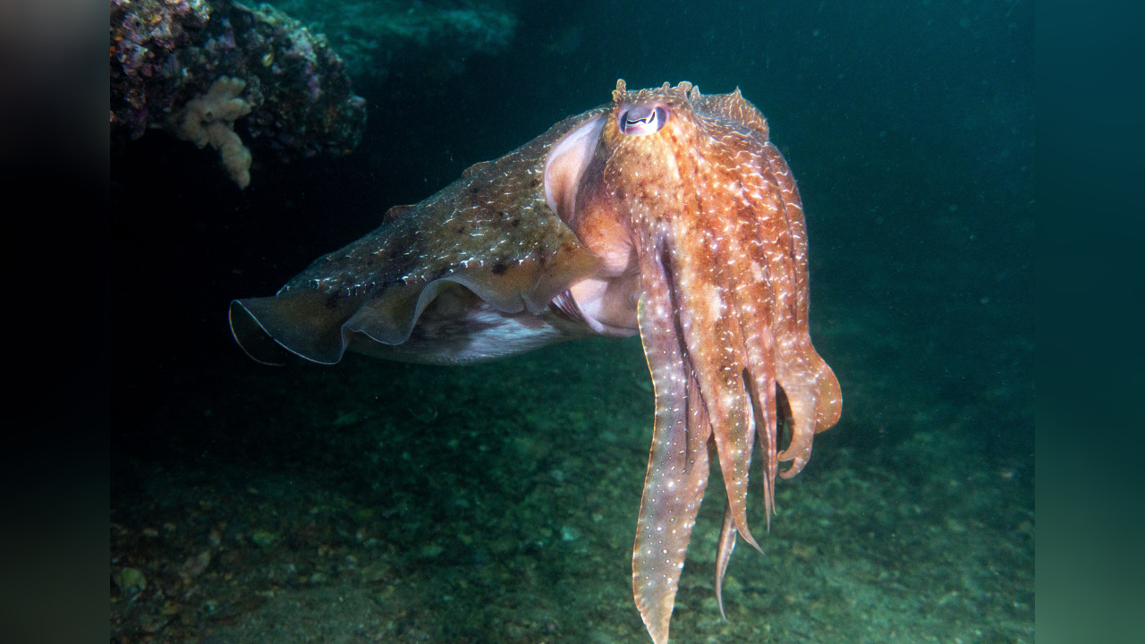 Sepia apama Australian Giant Cuttlefish, Giant cuttlefish