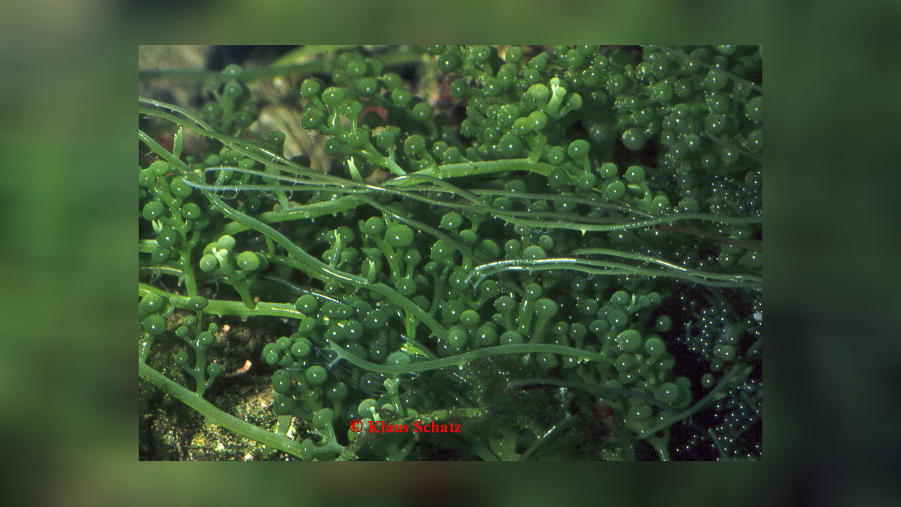 Caulerpa racemosa Grape Caulerpa Algae