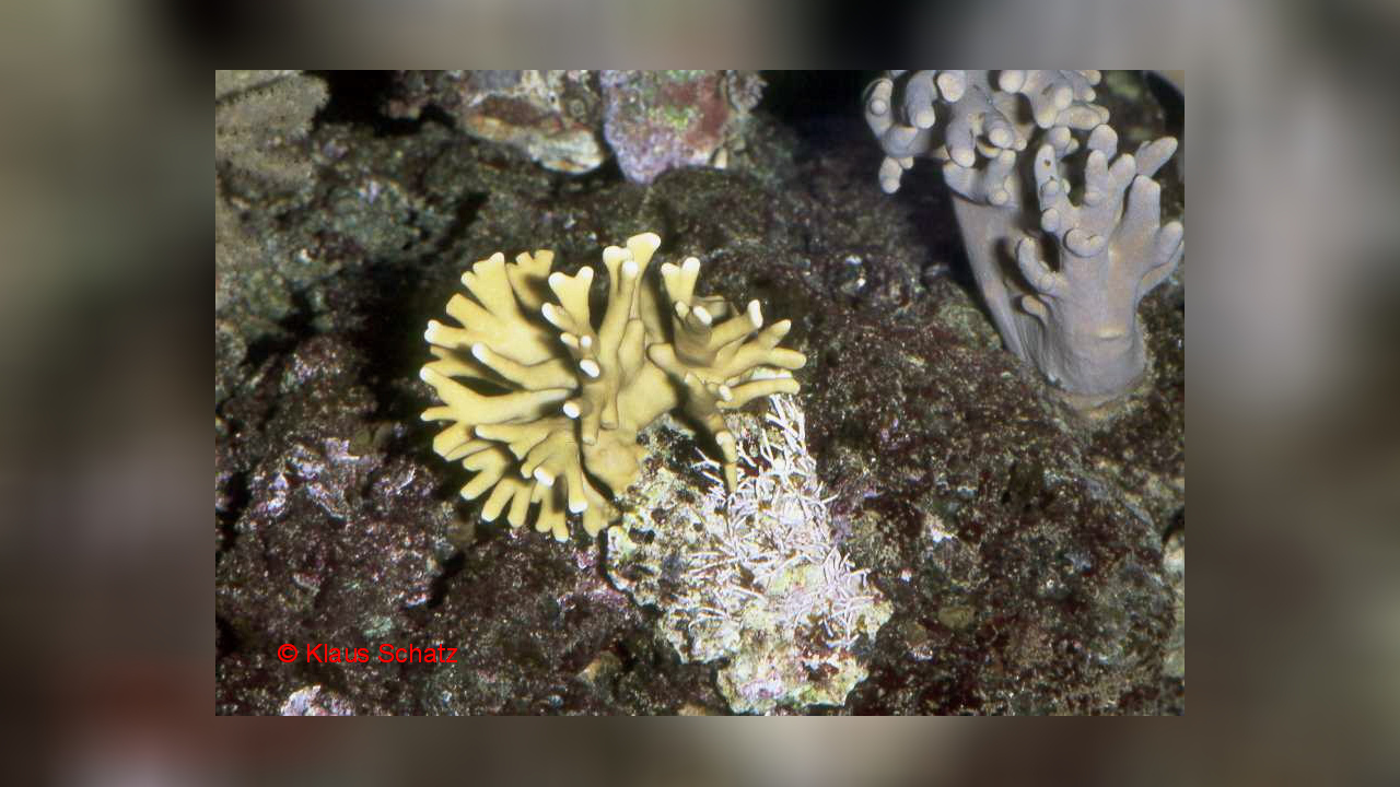 Millepora tenera fire coral