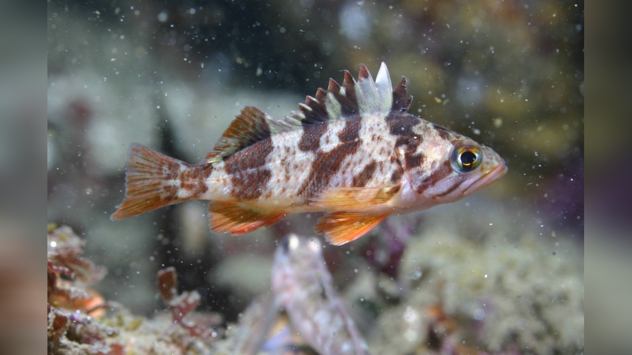 Sebastes dallii Calico rockfish
