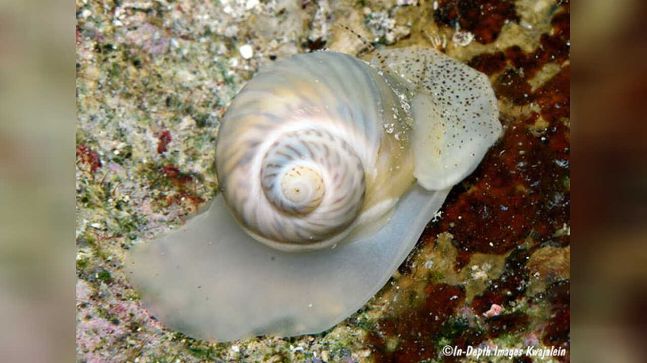 Notocochlis gualtieriana Migrating Moon Snail, Spotted Sand Shell