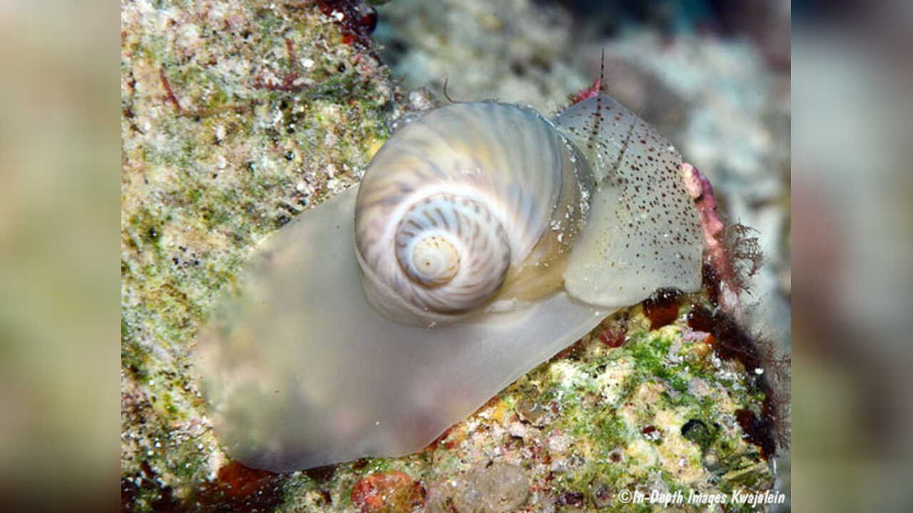 Notocochlis gualtieriana Migrating Moon Snail, Spotted Sand Shell