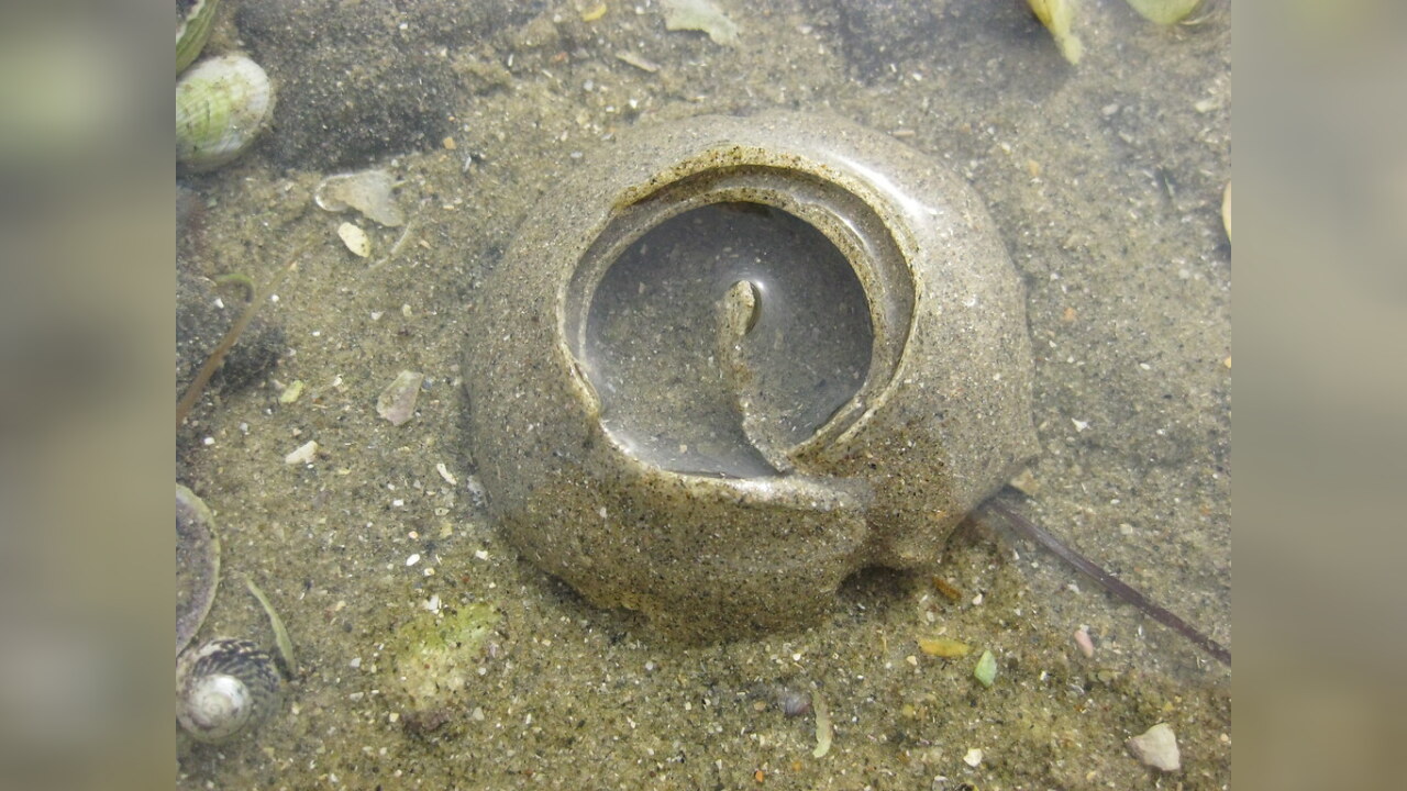 Notocochlis gualtieriana Migrating Moon Snail, Spotted Sand Shell