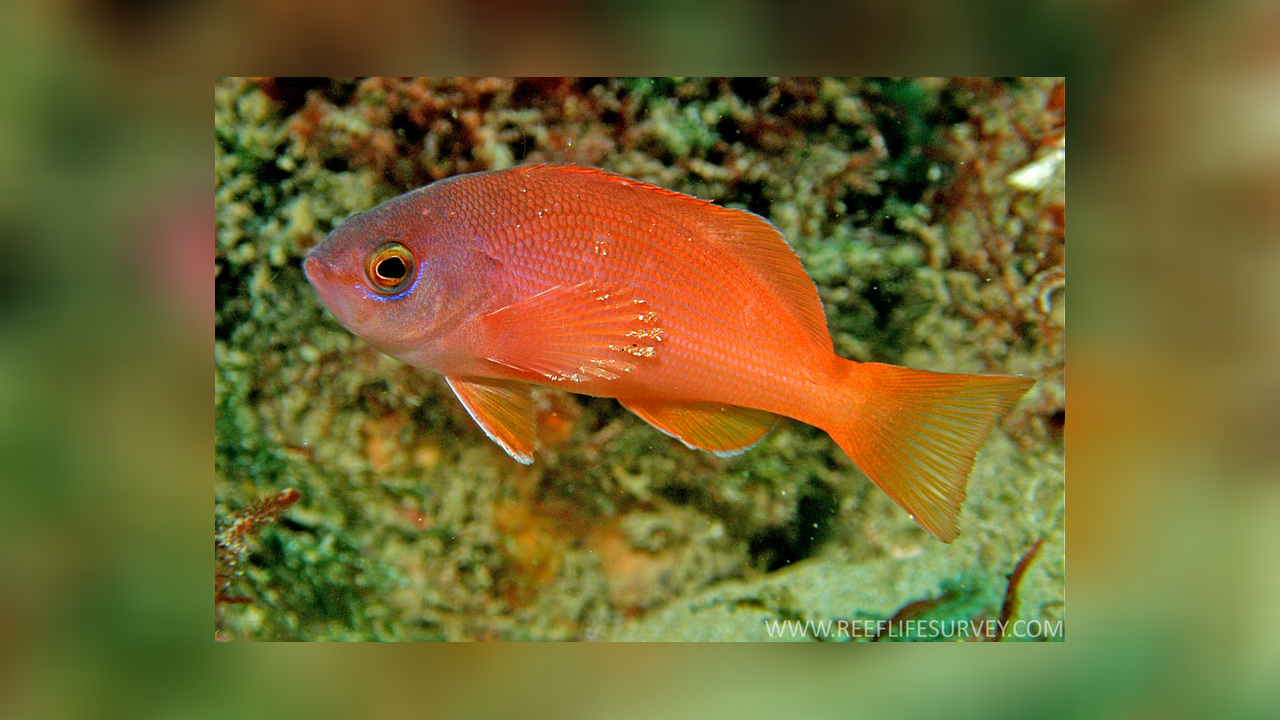 Caesioperca rasor Barber perch, Red Perch, Tasmanian Barber
