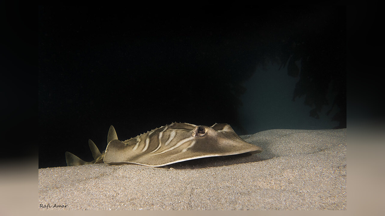Trygonorrhina fasciata Southern Fiddler, Banjo Ray , Eastern Fiddler ...