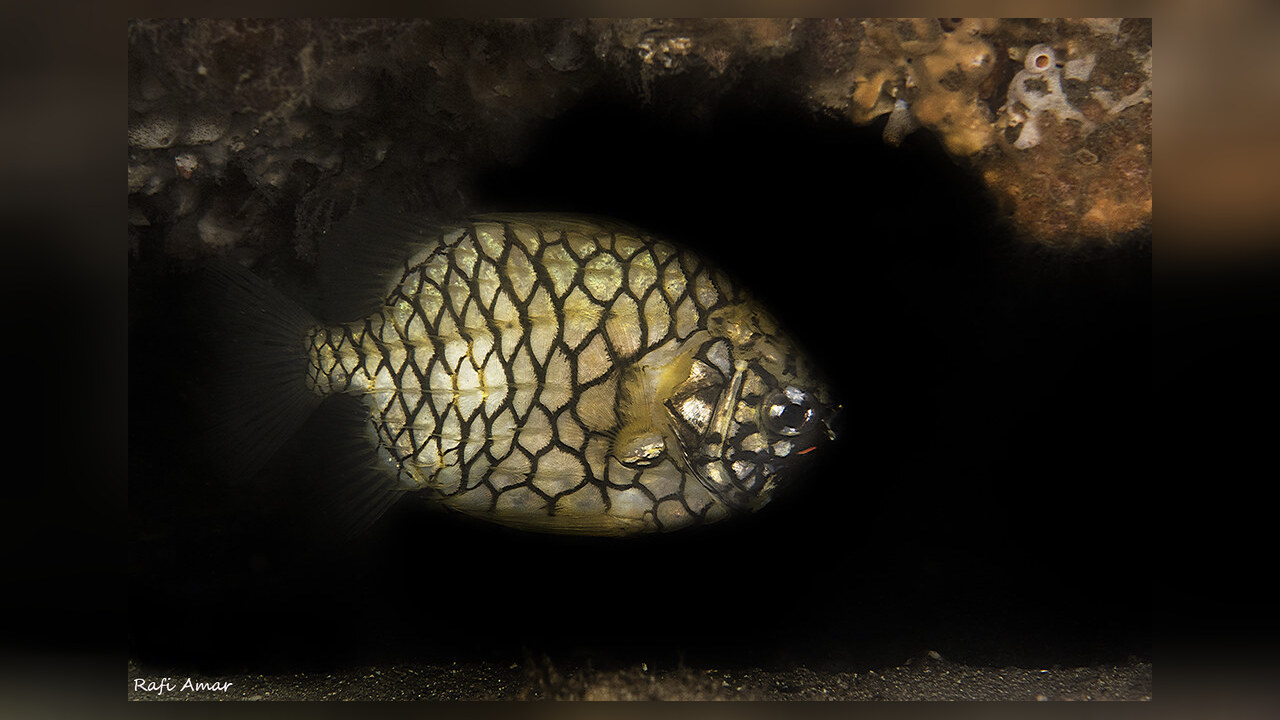 Cleidopus gloriamaris Australian Pine Cone Fish, Coat-of-mail Fish ...