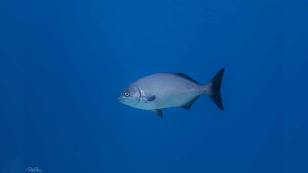 Kyphosus sectatrix Beaked Chub, Bermuda Chub, Bermuda Sea Chub, Grey ...
