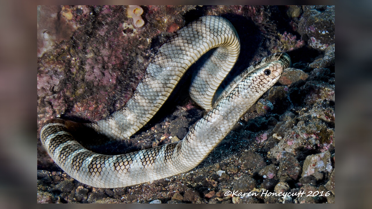 Laticauda semifasciata Seekobra