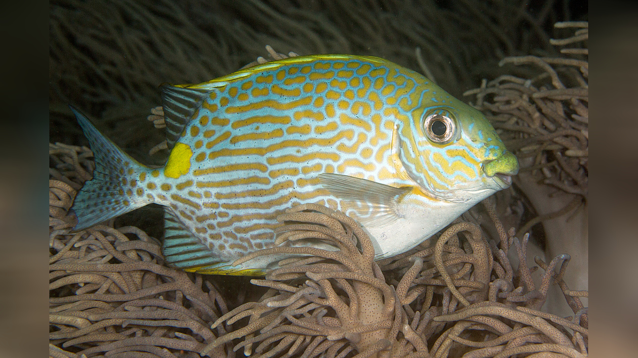 Siganus lineatus Goldspot Spinefoot, Goldlined Rabbitfish, Goldenlined ...