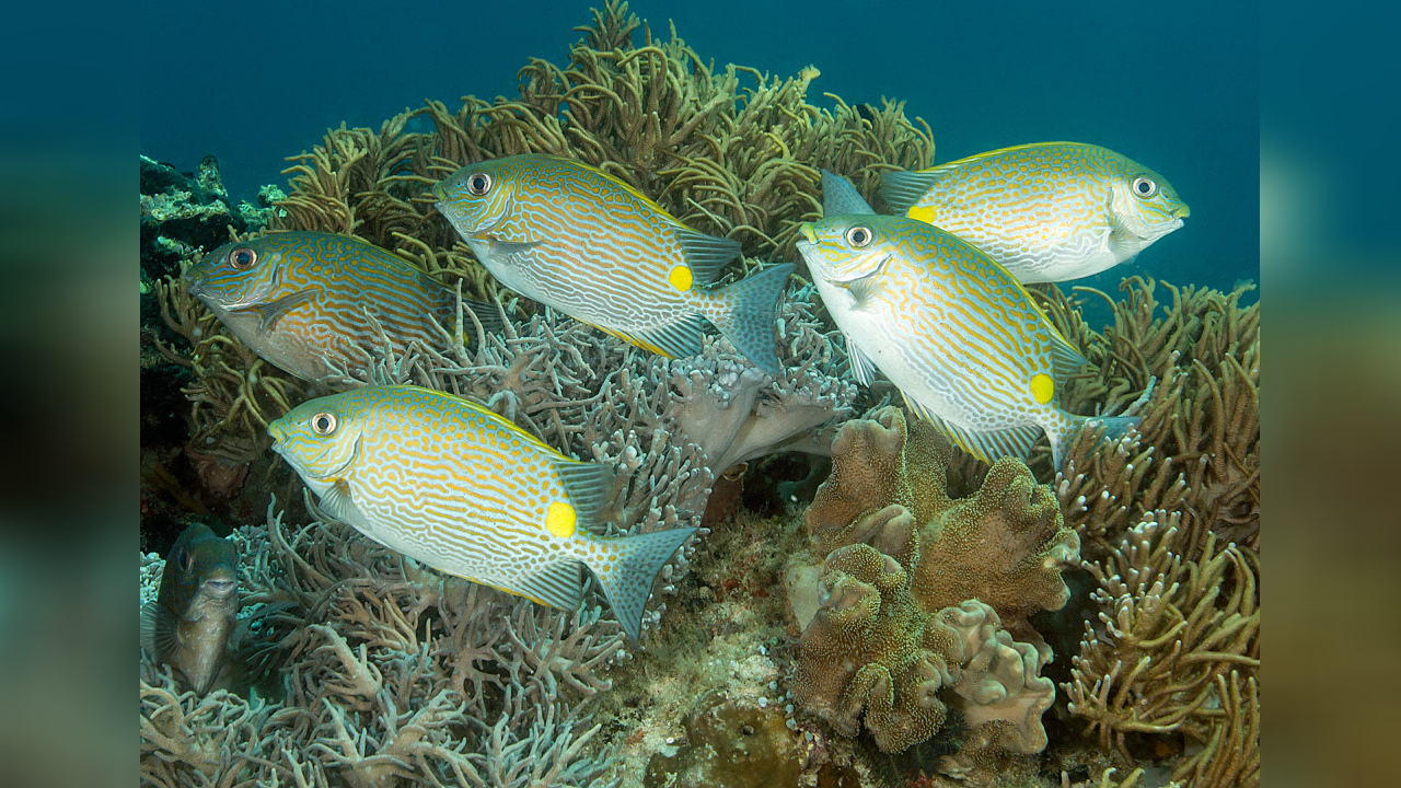 Siganus lineatus Goldspot Spinefoot, Goldlined Rabbitfish, Goldenlined ...