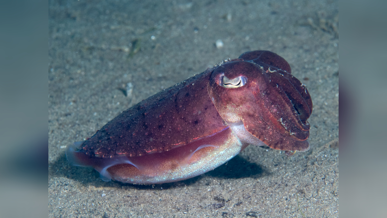 Sepia esculenta Golden cuttlefish