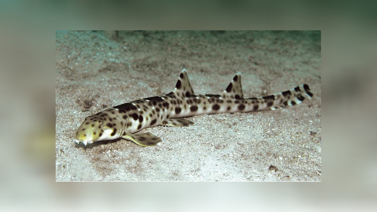 Hemiscyllium galei Cenderwasih-Epaulettenhai, Bambushai