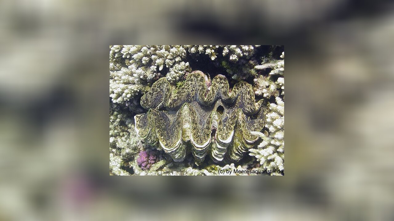 Tridacna squamosina Riesenmuschel