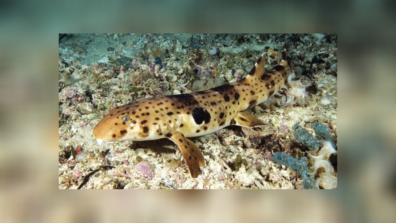 Hemiscyllium henryi Triton Bambushai