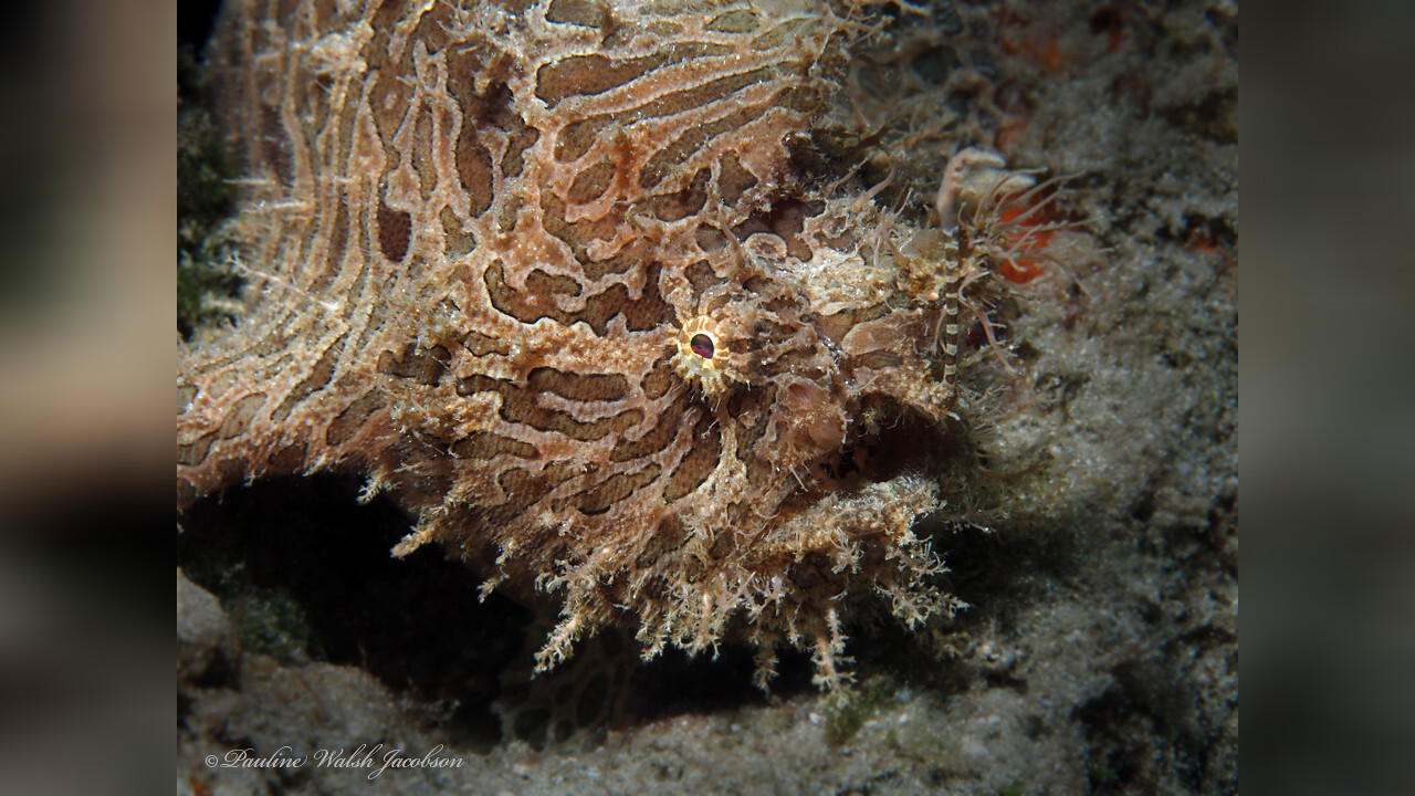 Antennarius striatus Streifen-Anglerfisch