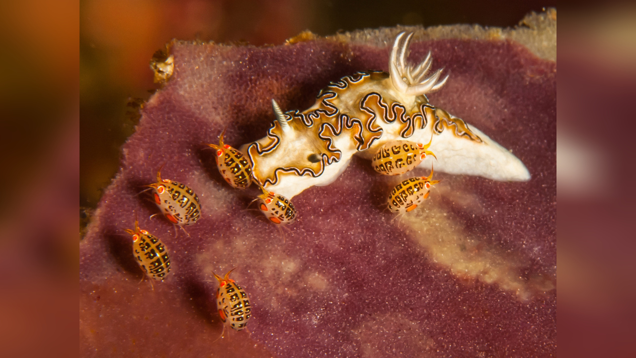 Cyproideidae sp.01 Ladybug Amphipod, Dalmatian ladybug amphipod