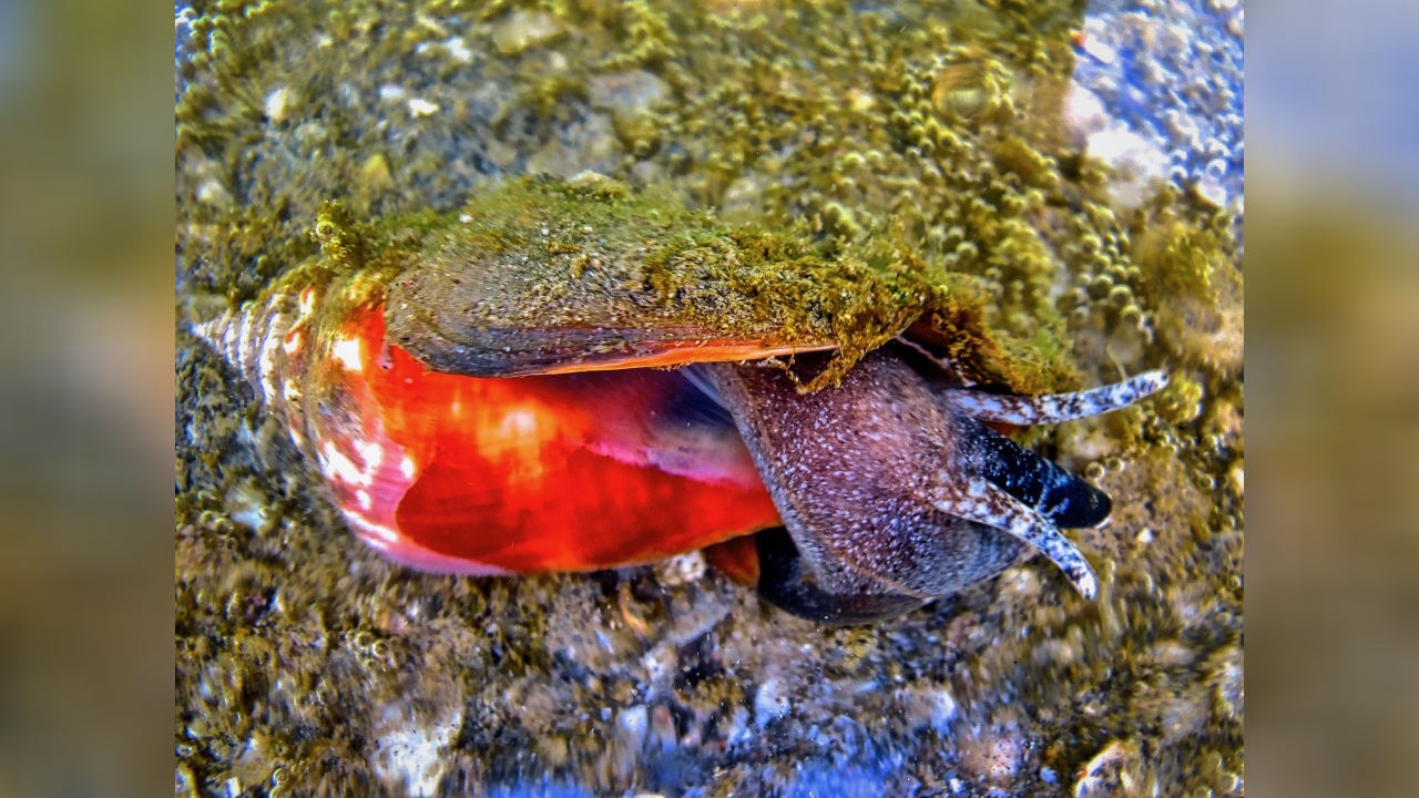 Strombus pugilis Fighting Conch, West Indian Fighting Conch