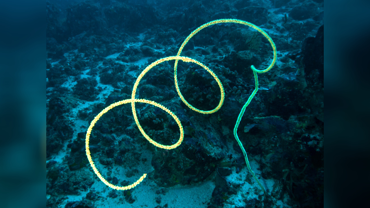Junceella fragilis Sea Whips , Delicate sea whips