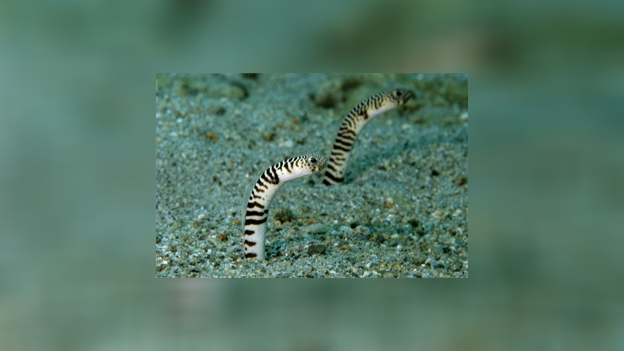 Heteroconger polyzona Röhrenaal