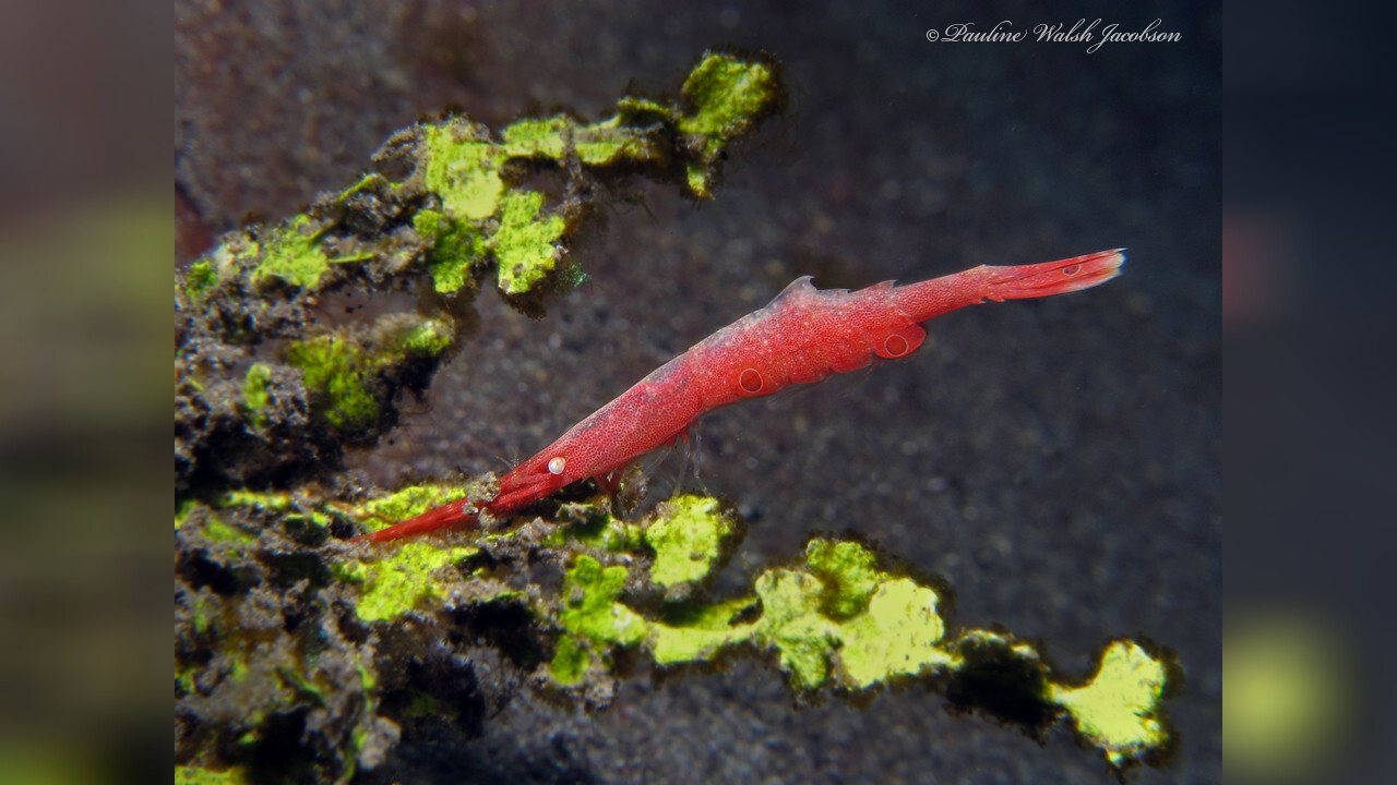 Tozeuma lanceolatum Tozeuma Garnele
