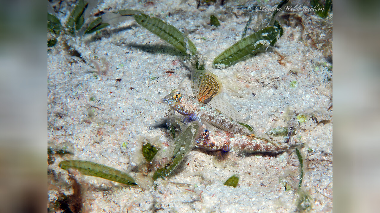Callionymus bairdi Lancer dragonet