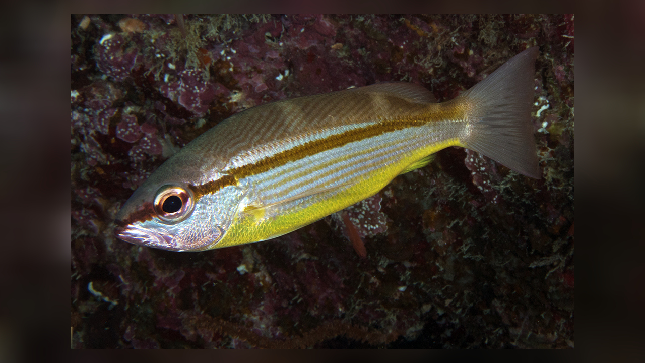 Lutjanus vitta Brownstripe Red Snapper, Broadband Seaperch, Brown ...