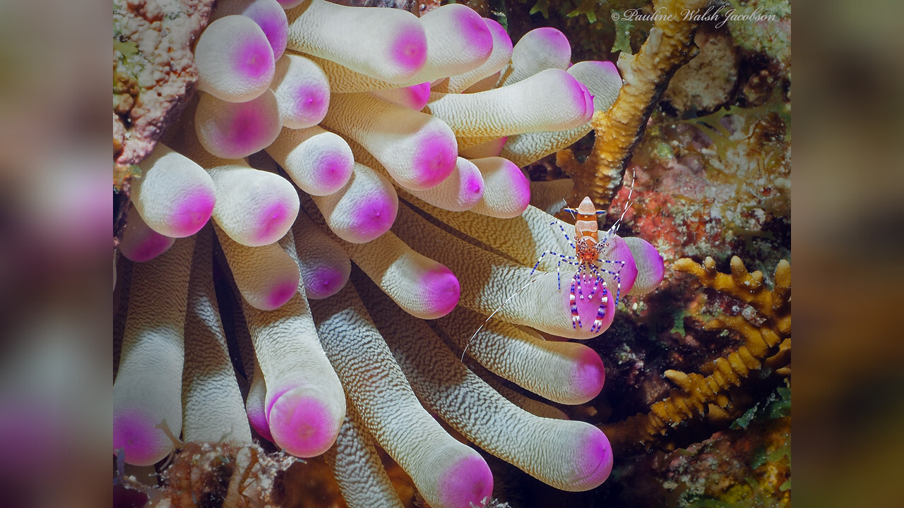 Periclimenes yucatanicus Yucatan Partnergarnele, Gepunktete Partnergarnele