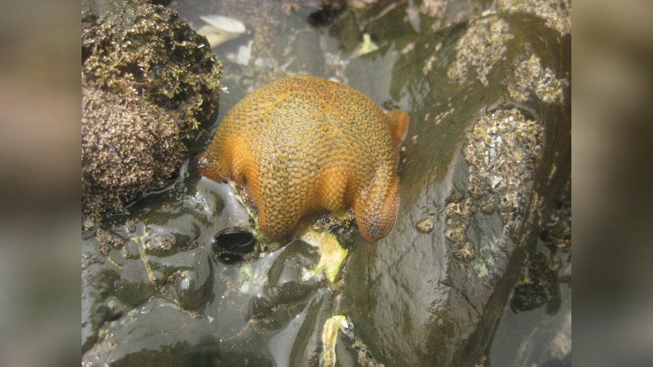 Patiriella regularis Kissenseestern