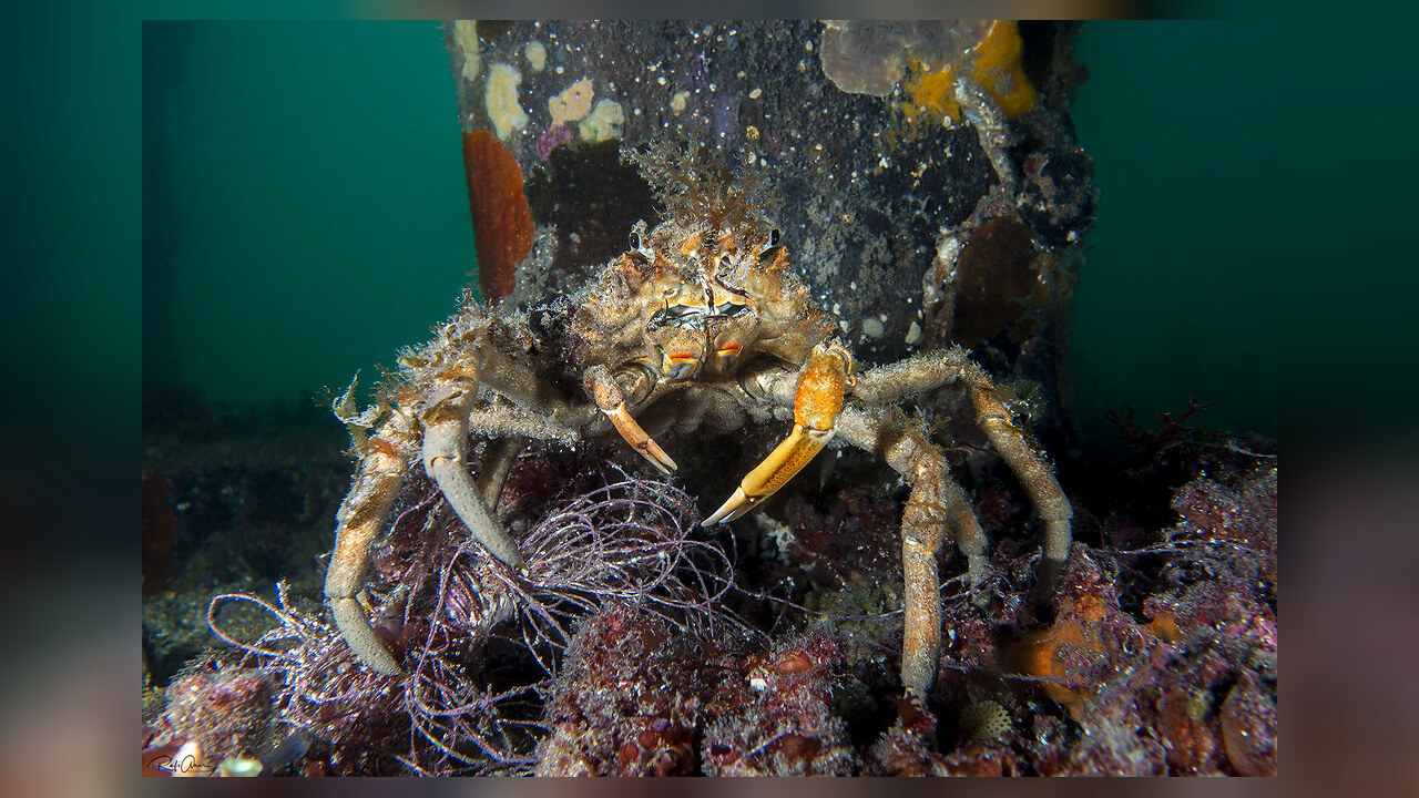 Leptomithrax gaimardii Große Seespinne