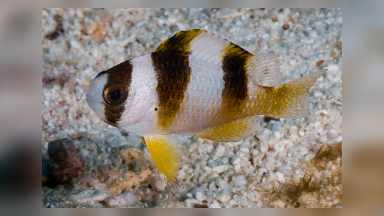 Amblypomacentrus breviceps Schwarz gebänderte Demoiselle