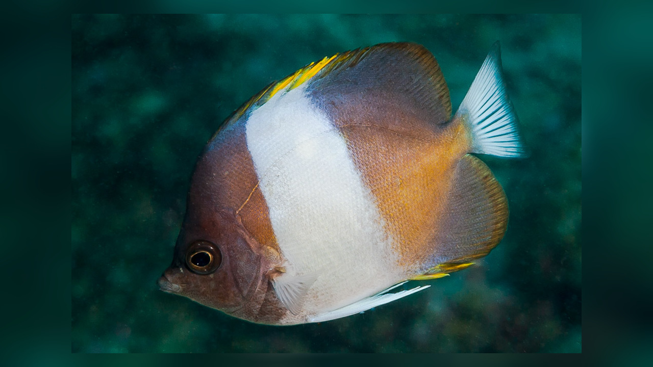 Hemitaurichthys zoster Brown-and-white Butterflyfish, Black Pyramid ...