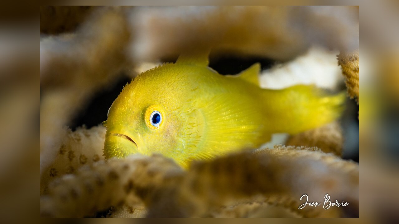 Paragobiodon xanthosoma Emerald Coral Goby, Emerald Goby, Golden ...