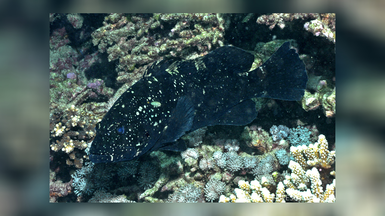 Epinephelus daemelii Black Cod, Black Rock Cod, Saddled Cod, Saddled ...