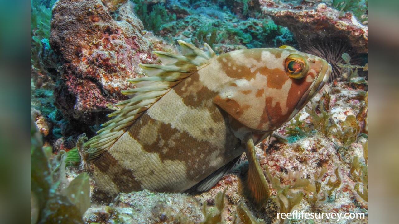 Epinephelus rivulatus Charlie Court Cod, Chinaman Cod, Chinaman Rock ...
