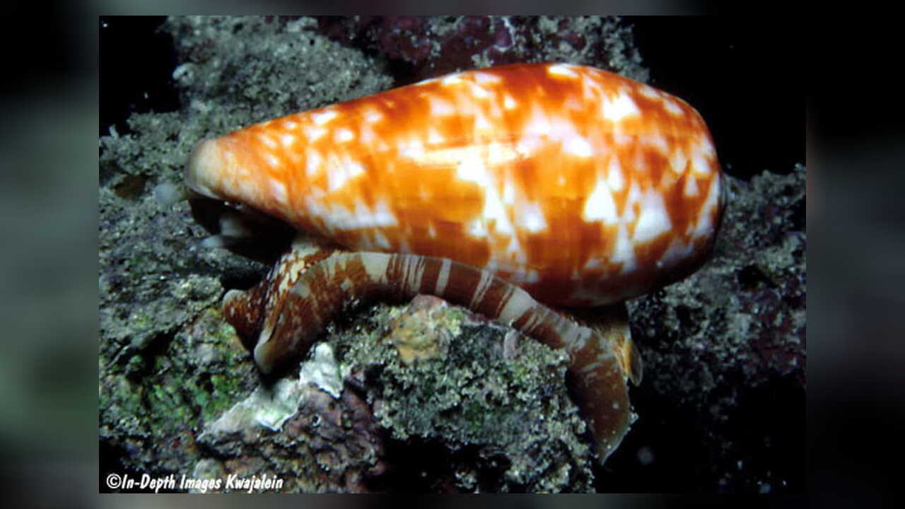 Conus bullatus Bubble Cone