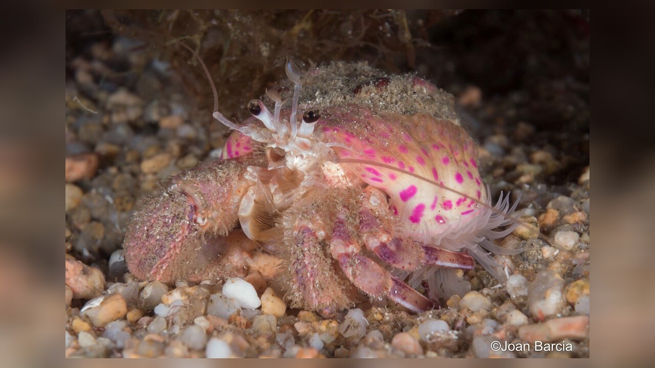 Pagurus prideaux Prideaux's Hermit Crab