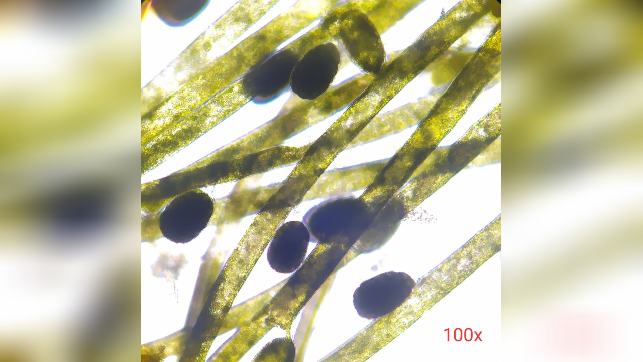 Derbesia sp. Hairy Green Algae